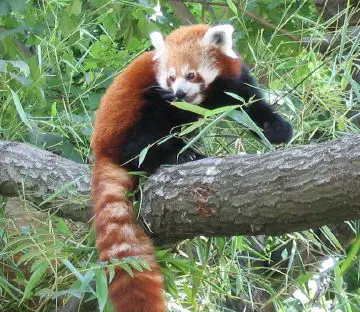 Red panda - New World Encyclopedia