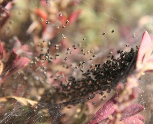 Spider - New World Encyclopedia