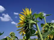 Sunflower - New World Encyclopedia