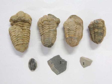 Trilobite - New World Encyclopedia