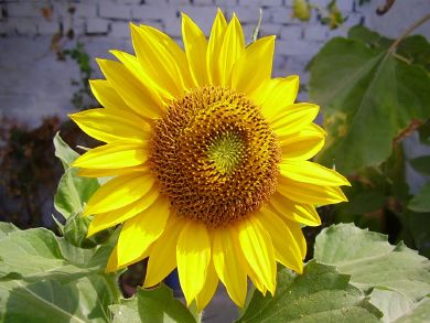 Sunflower - New World Encyclopedia