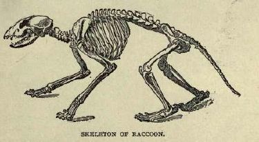 Raccoon - New World Encyclopedia