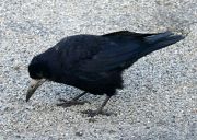 Rook (bird) - New World Encyclopedia
