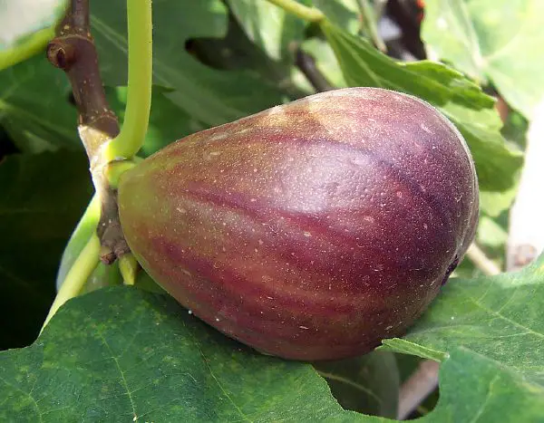 Fig - New World Encyclopedia