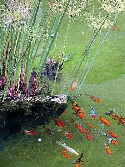 Goldfish - New World Encyclopedia