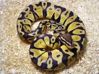 Snake - New World Encyclopedia