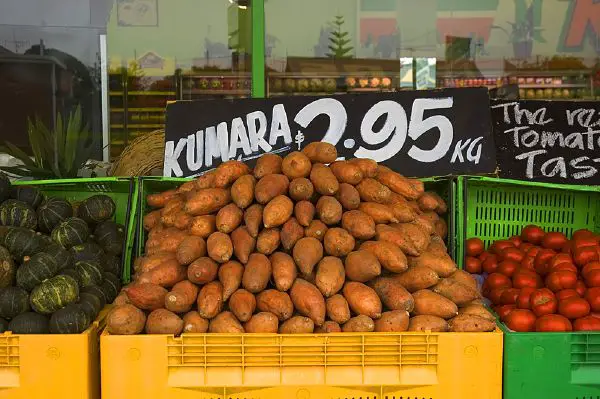 Sweet potato - New World Encyclopedia