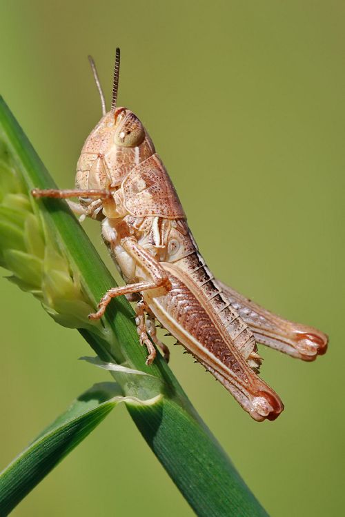 Grasshopper - New World Encyclopedia
