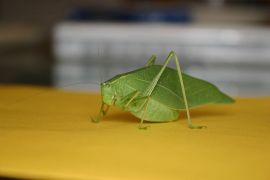 Tettigoniidae - New World Encyclopedia