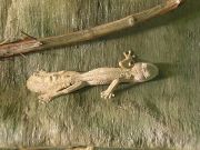 Gecko - New World Encyclopedia