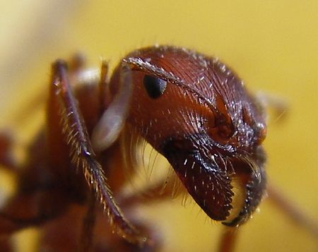 Ant - New World Encyclopedia