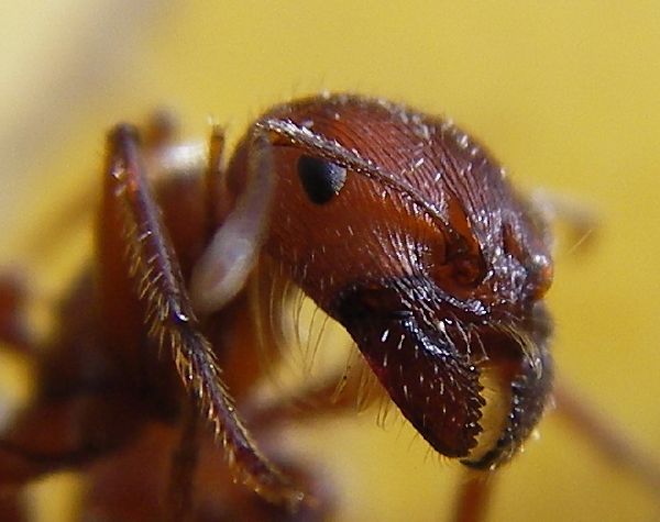 Ant - New World Encyclopedia