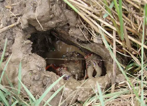 Crayfish - New World Encyclopedia