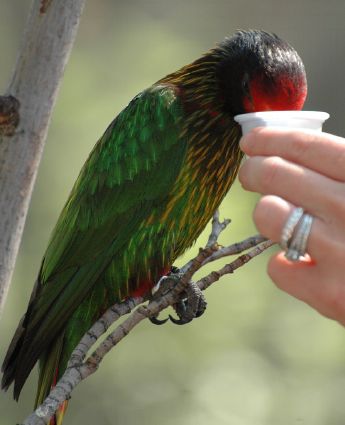 Parrot - New World Encyclopedia