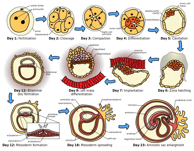 Placenta - New World Encyclopedia