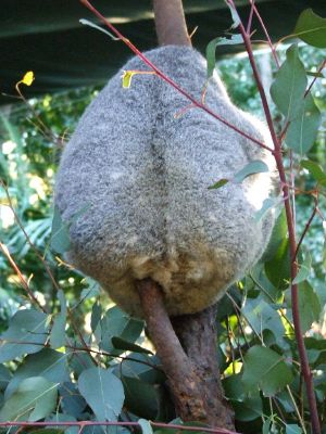 Koala - New World Encyclopedia