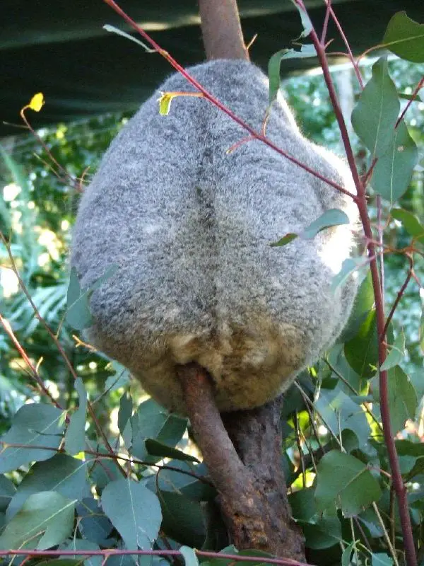 Koala - New World Encyclopedia