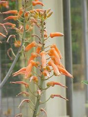 Aloe - New World Encyclopedia
