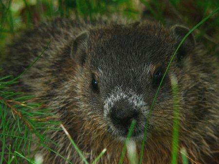 Groundhog - New World Encyclopedia