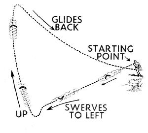 Boomerang - New World Encyclopedia