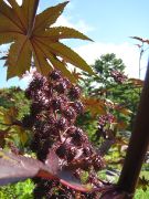 Castor oil plant - New World Encyclopedia