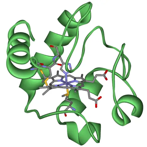 Cytochrome c - New World Encyclopedia