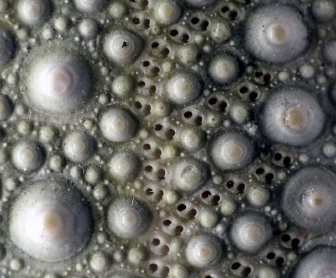 Sea urchin - New World Encyclopedia