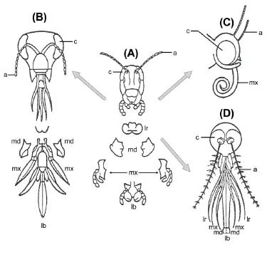 Homology (biology) - New World Encyclopedia