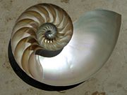 Nautilus - New World Encyclopedia