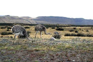 Rhea (bird) - New World Encyclopedia