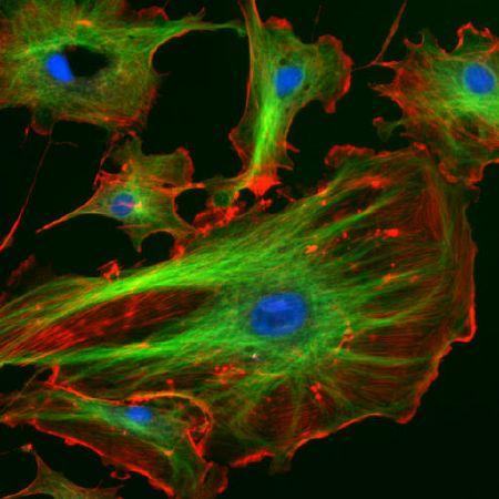 Cellular biology - New World Encyclopedia