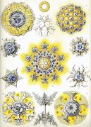 Radiolaria - New World Encyclopedia