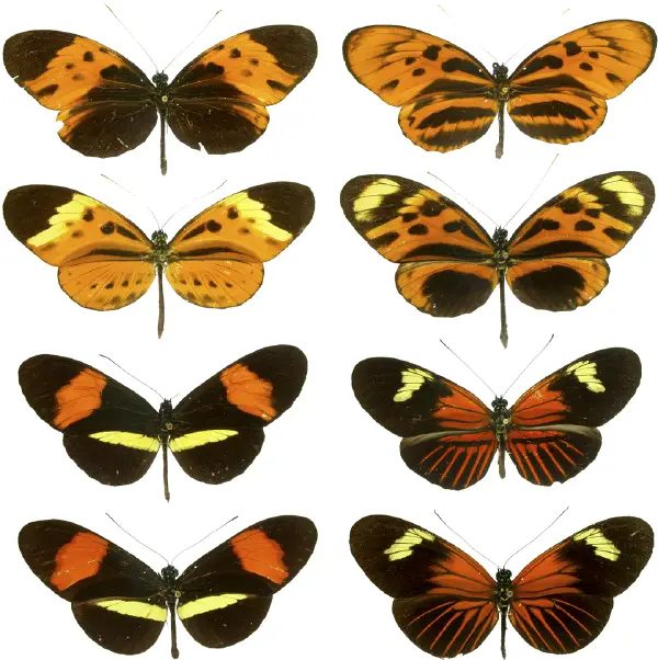 Batesian mimicry - New World Encyclopedia