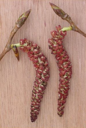 Populus - New World Encyclopedia