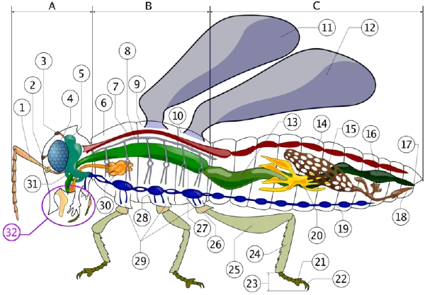 Insect - New World Encyclopedia