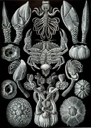 Barnacle - New World Encyclopedia