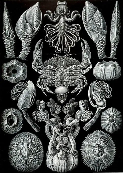 Barnacle - New World Encyclopedia