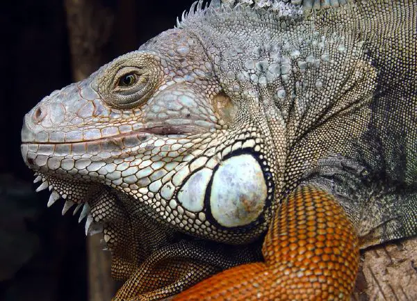 Iguana - New World Encyclopedia