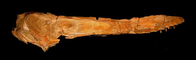 Pterosaur - New World Encyclopedia