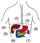 Liver - New World Encyclopedia