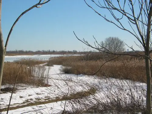 Salt marsh - New World Encyclopedia