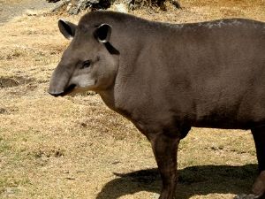 Tapir - New World Encyclopedia