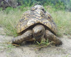 Tortoise - New World Encyclopedia