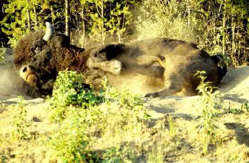 Bison - New World Encyclopedia