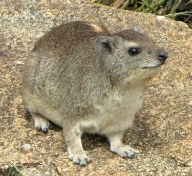 Hyrax - New World Encyclopedia