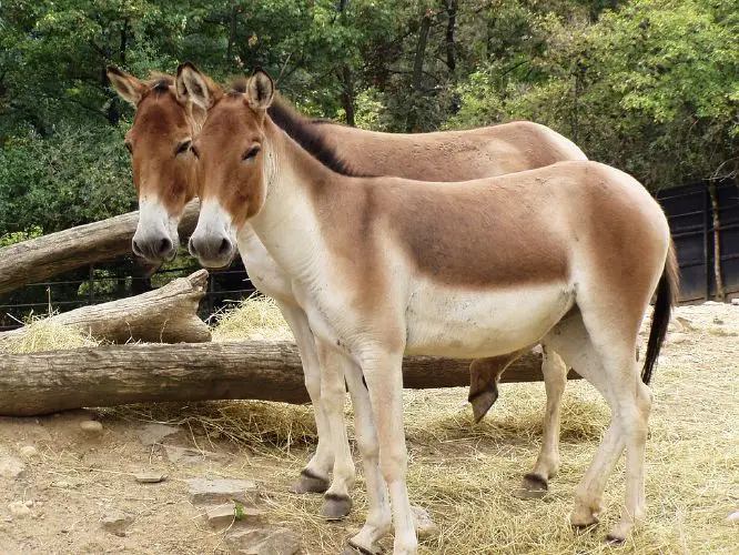 Kiang - New World Encyclopedia