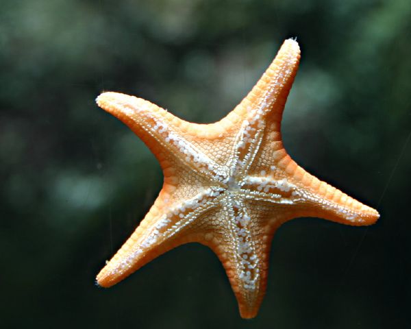 Echinoderm - New World Encyclopedia