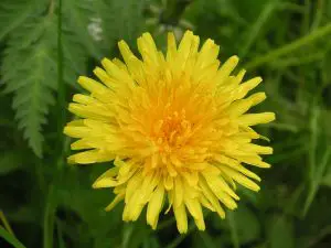 Dandelion - New World Encyclopedia
