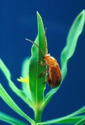 Beetle - New World Encyclopedia