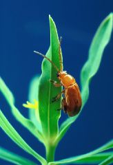 Beetle - New World Encyclopedia